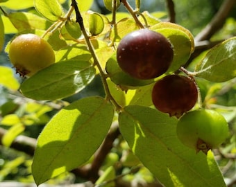 20 Sparkleberry Seeds Florida Native Berry - Etsy