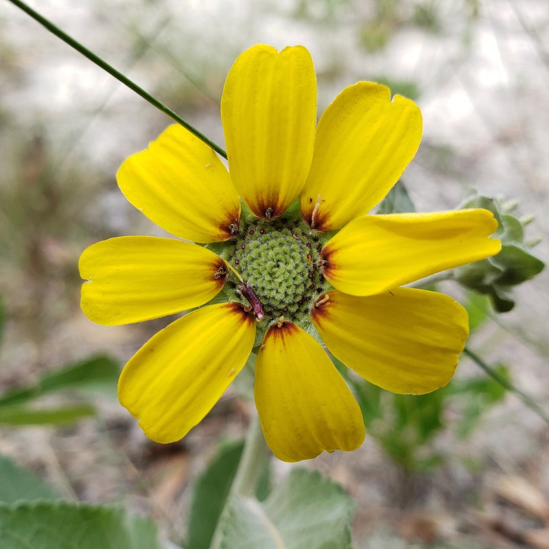 Daisy Farm Crafts - Etsy