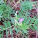 Pygmyflower Vetch | 15 Seeds | Vicia Minutiflora | Florida Native ...