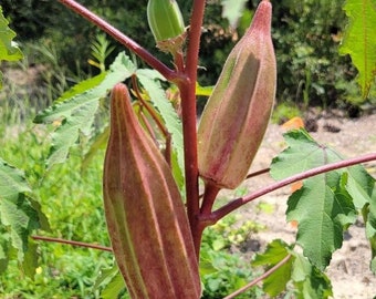 Alabama Red Okra Seeds - Etsy