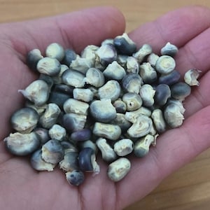 Blue Hopi Corn | 5 Seeds | Florida Grown | Heirloom | Grits | Blue ...