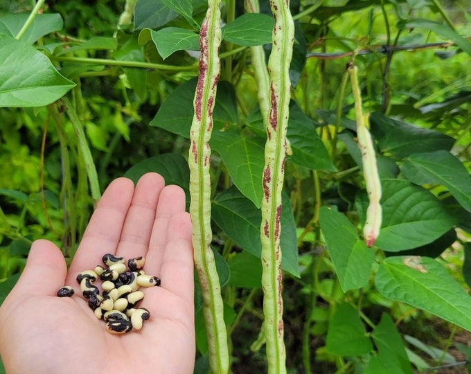 Thai Soldier Bean | 5 Seeds | Hardy Bean Vine | Organic | Florida Grown ...