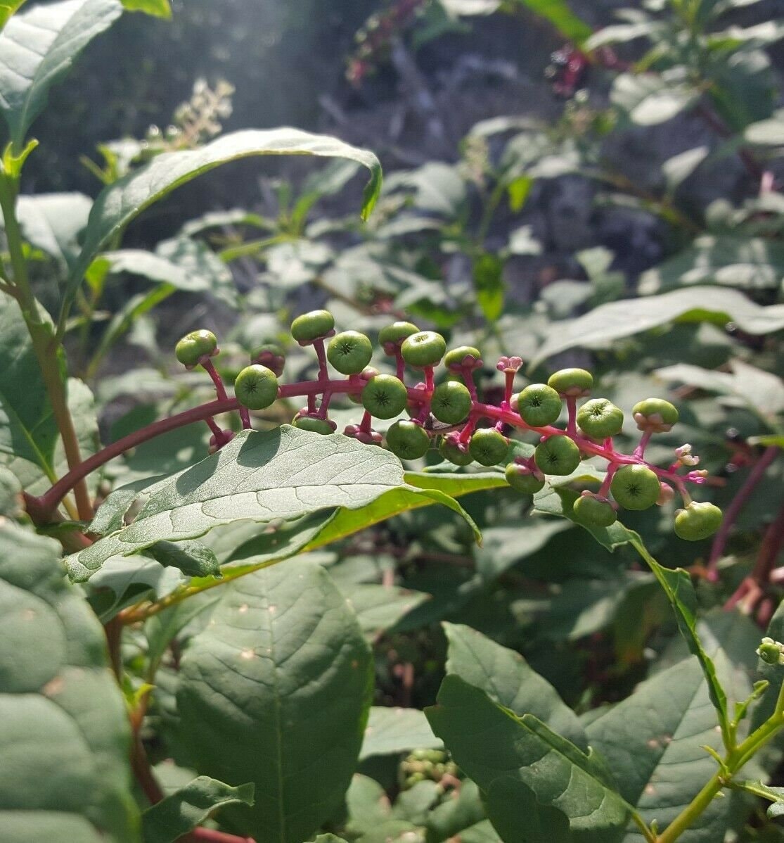 Pokeweed | 25 Seeds | Phytolacca Americana | Pokeberry | Poke Salad ...