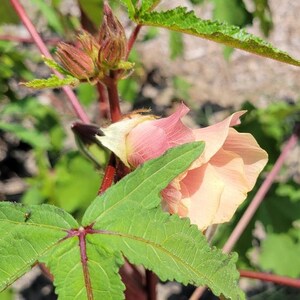 Alabama Red Okra 5-100 Seeds Abelmoschus Esculentus Heirloom Florida ...