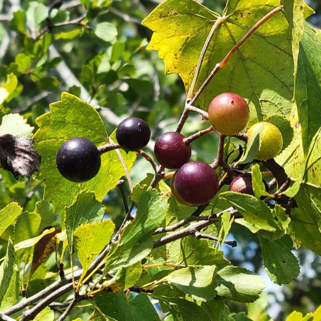 Southern Fox Grape | 25 Seeds | Vitis Rotundifolia | Florida Native ...