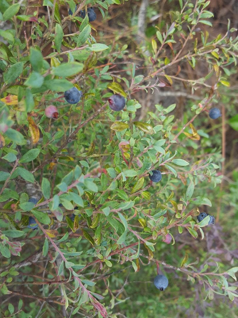 Shiny Blueberry | 25 Seeds | Vaccinium Myrsinites | Organic & Non-gmo ...