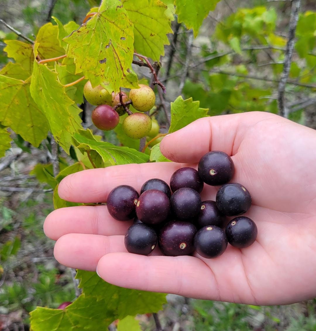 Wild Muscadine | 5 Seeds | Vitis Rotundifolia | Large Sweet Fruit ...