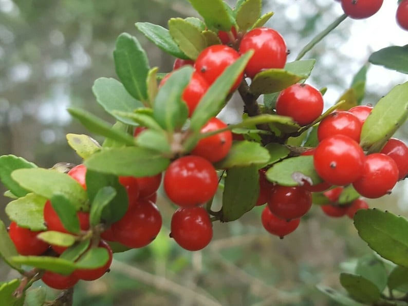 Yaupon Holly | 25 Seeds | Ilex Vomitoria | Native Tea | Florida Native ...