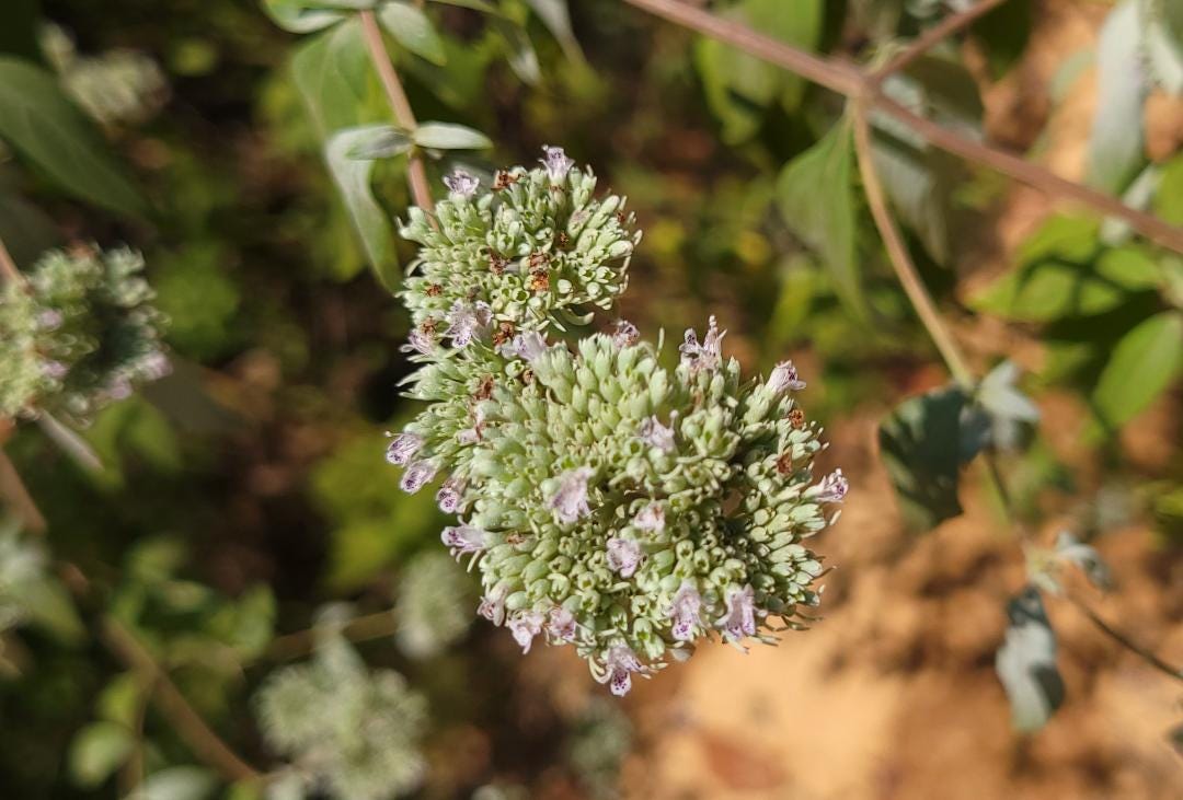 Florida Mountain Mint | 25 Seeds | Pycnanthemum Floridanum | Florida ...