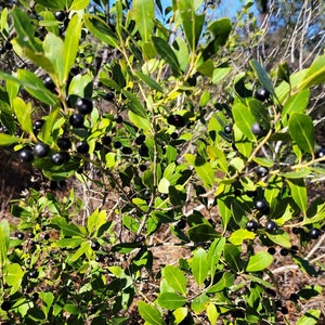 Inkberry 25-100 Seeds Ilex Glabra Florida Native Evergreen Shrub ...