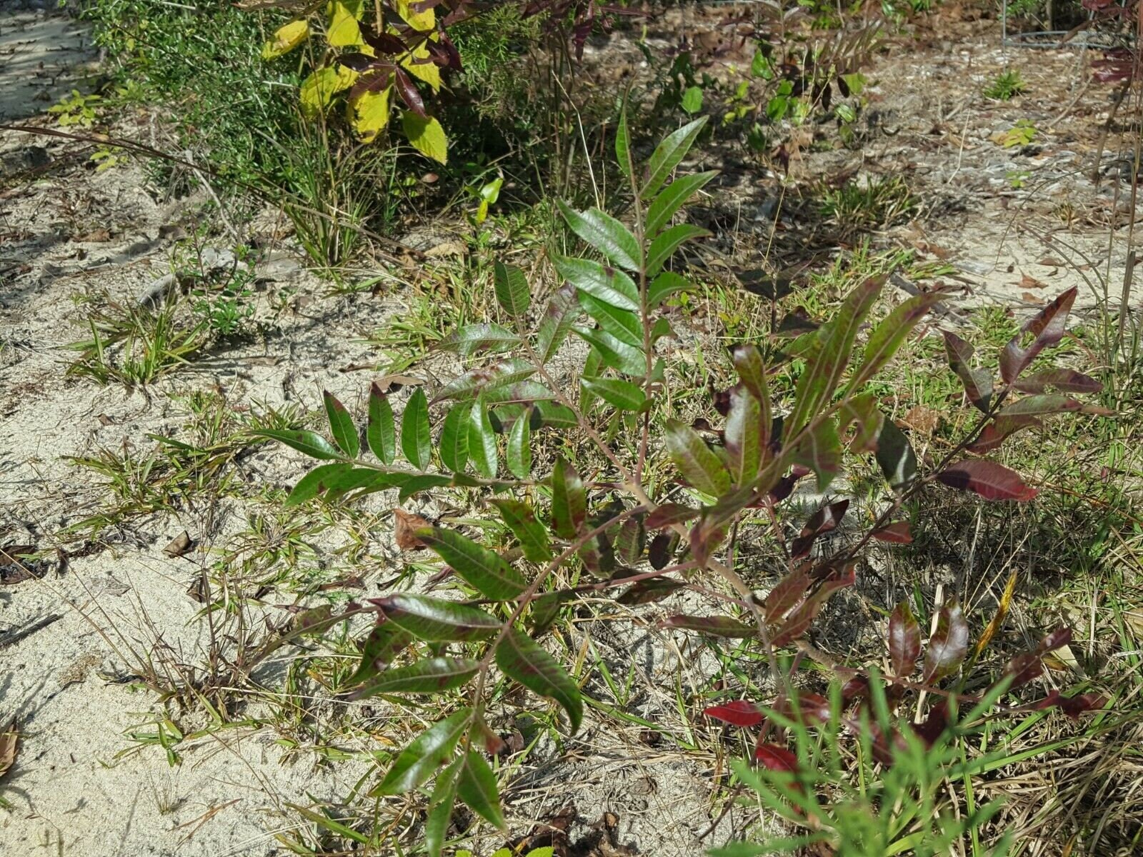 Winged Sumac | 25 Seeds | Rhus Copallinum | Florida Native | Organic ...