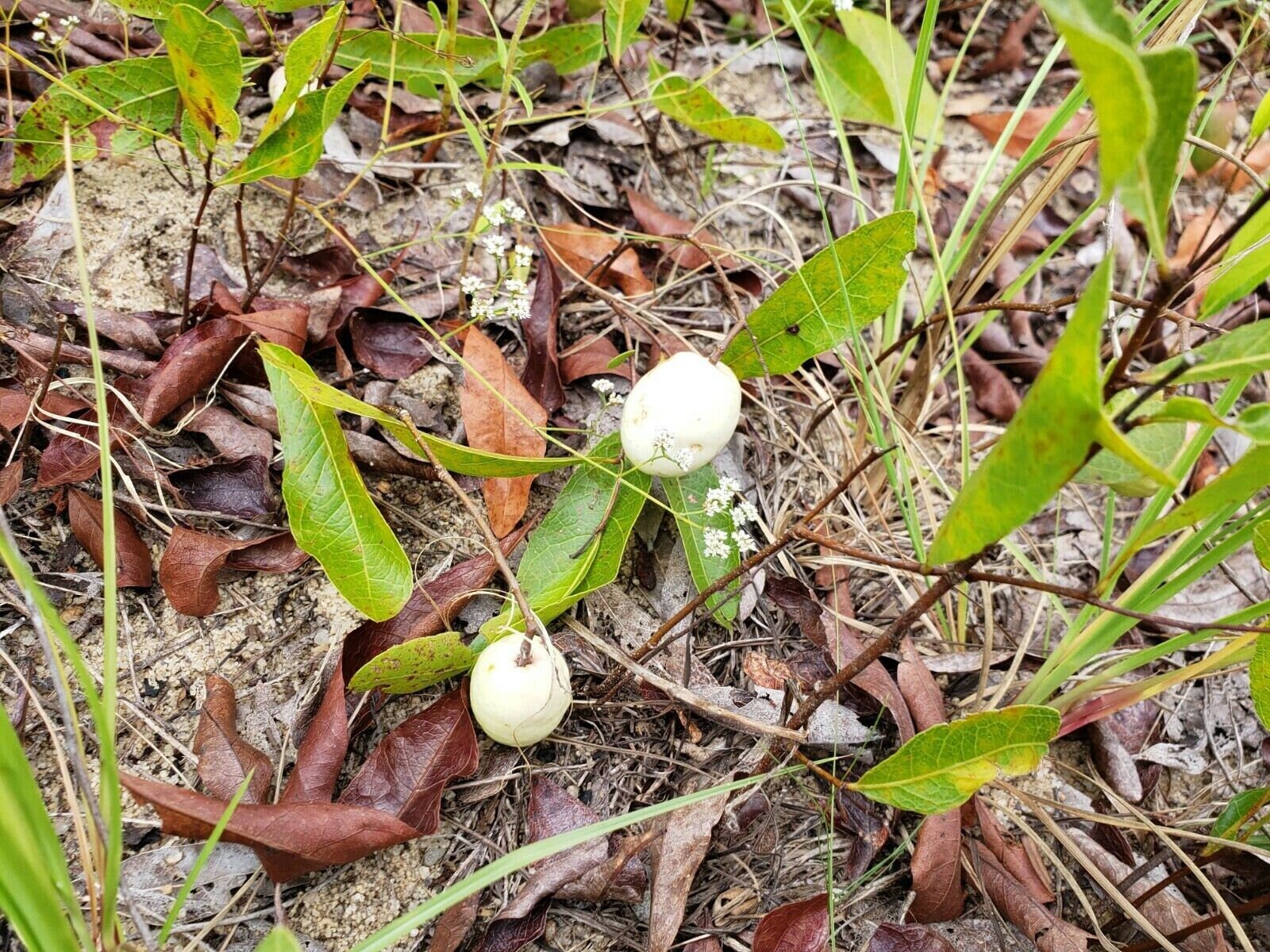 Gopher Apple | 3 Seeds | Licania Michauxii | Florida Native | Organic ...