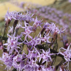 Bluffs Gayfeather Liatris Gholsonii Florida Native Ecotype Flower Gulf ...