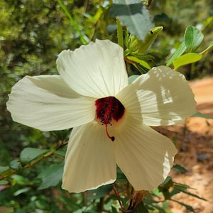 Pineland Hibiscus | 25 Seeds | Hibiscus Aculeatus | Comfortroot ...