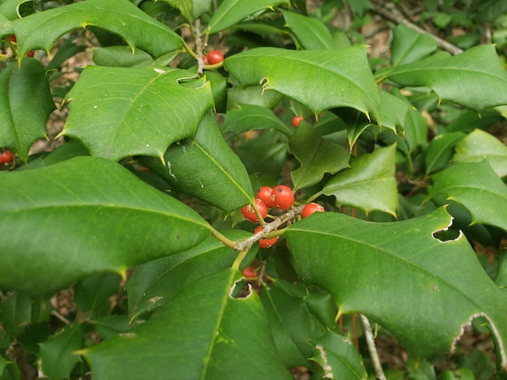Plantas De Acebo Para Florida