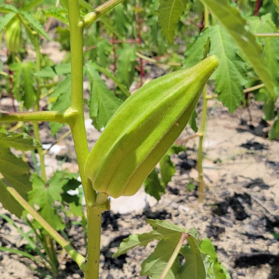 Beck's Big Buck Okra | 15 Seeds | Abelmoschus Esculentus | Heirloom ...