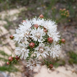 Summer Farewell | 25 Seeds | Dalea Pinnata | Florida Native Flower ...