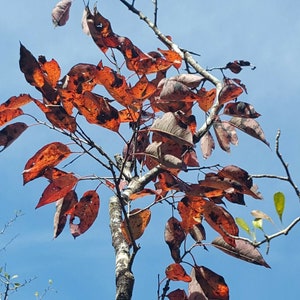 American Persimmon | 5 Seeds | Diospyros Virginiana | Florida Native ...