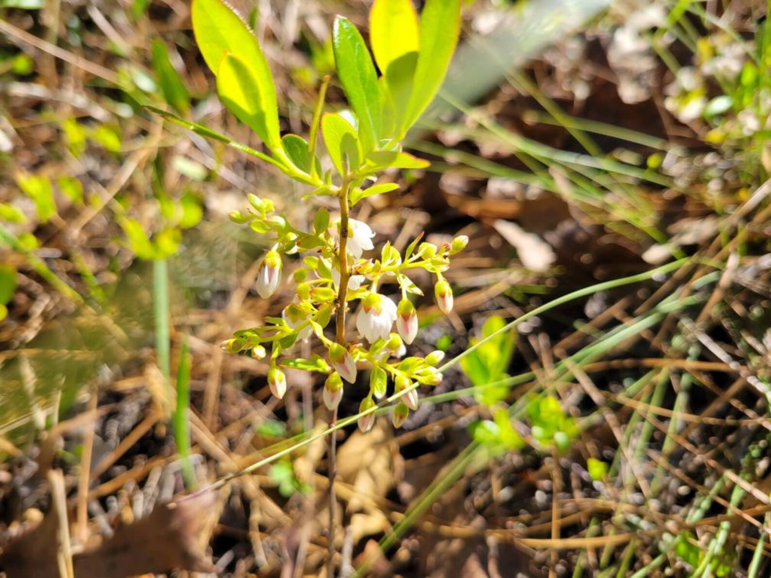Small Black Blueberry | 15 Seeds | Vaccinium Tenellum | Edible ...