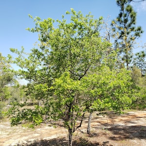 Sparkleberry Farkleberry / Huckleberry Vaccinium Arboreum Florida ...