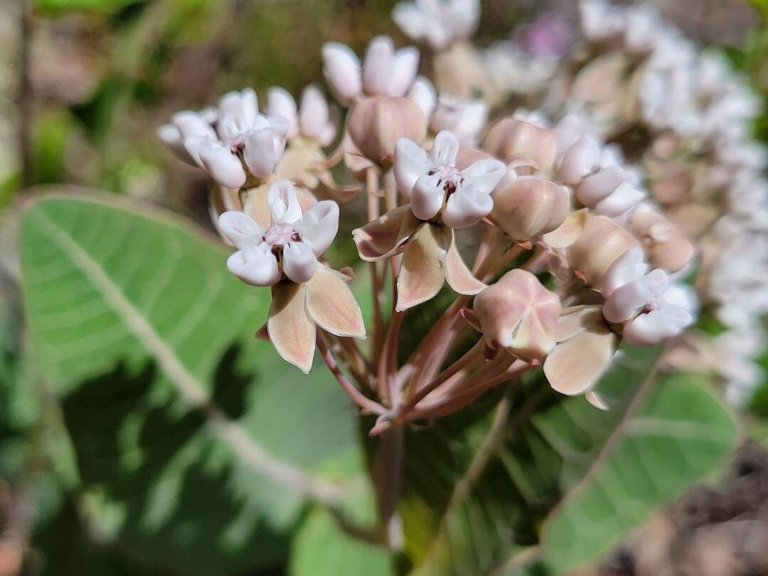 Florida Native Milkweed Seeds - Etsy