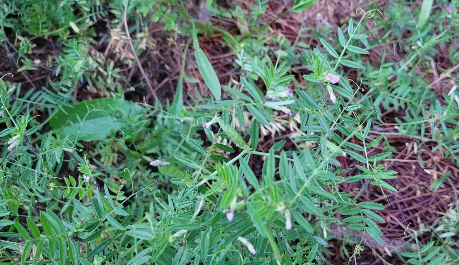 Pygmyflower Vetch | 15 Seeds | Vicia Minutiflora | Florida Native ...