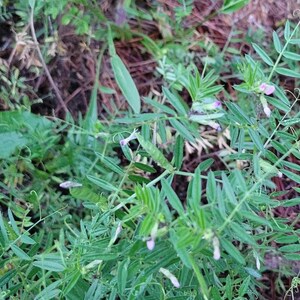 Pygmyflower Vetch | 15 Seeds | Vicia Minutiflora | Florida Native ...
