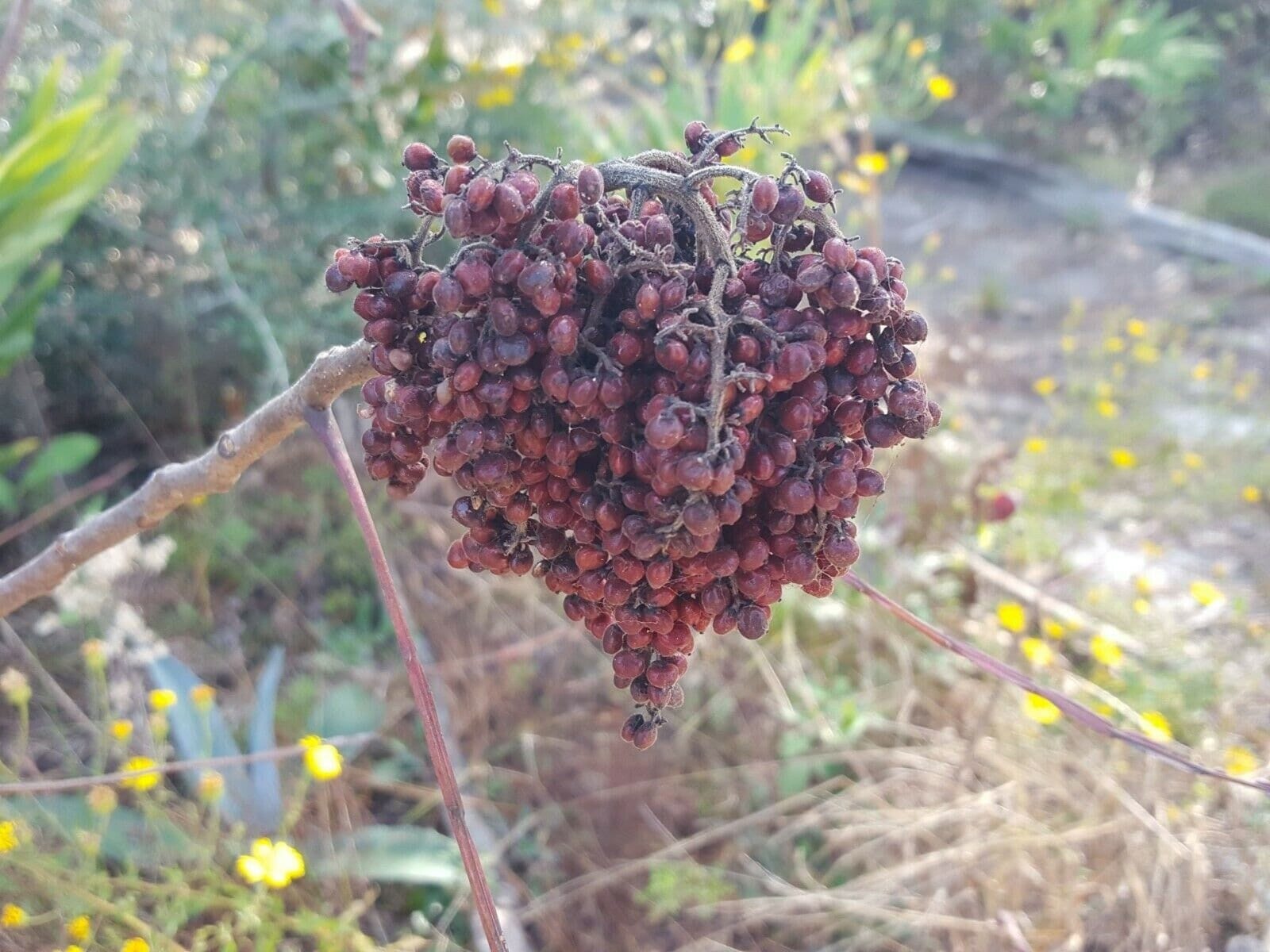 Winged Sumac | 25 Seeds | Rhus Copallinum | Florida Native | Organic ...