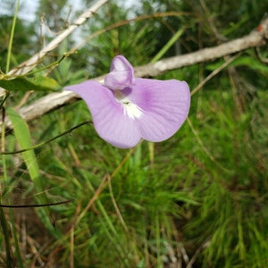 Butterfly Pea 15 Seeds Centrosema Virginianum Florida Native Flower ...