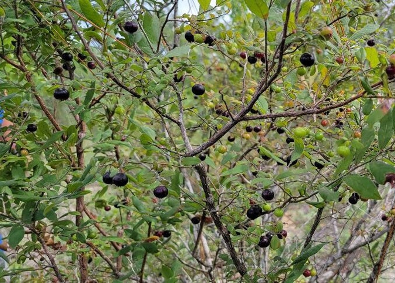 Deerberry | 25 Seeds | Vaccinium Stamineum | Florida Native Berry ...