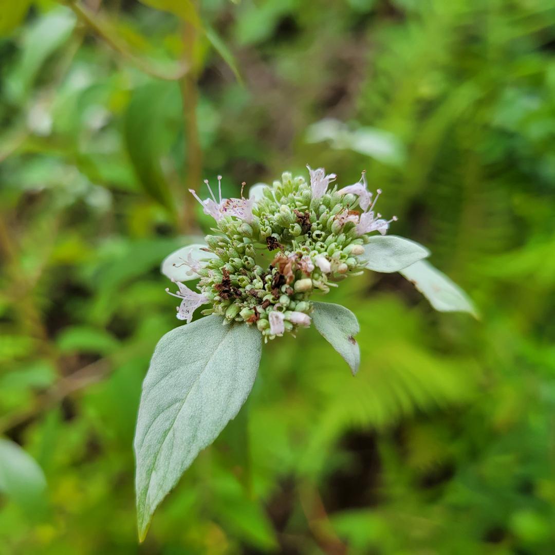 Florida Mountain Mint | 25 Seeds | Pycnanthemum Floridanum | Florida ...