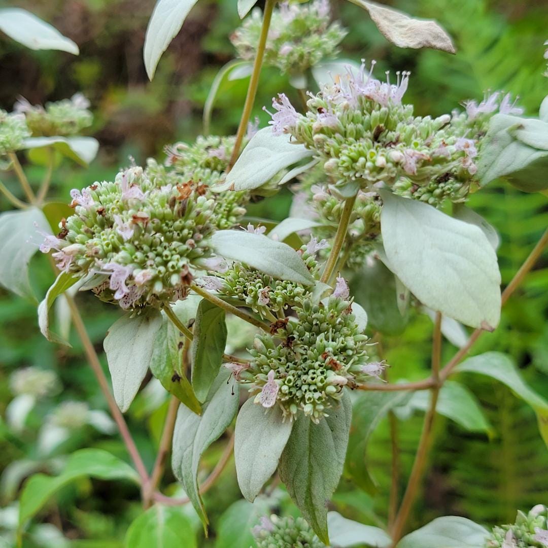 Florida Mountain Mint | 25 Seeds | Pycnanthemum Floridanum | Florida ...