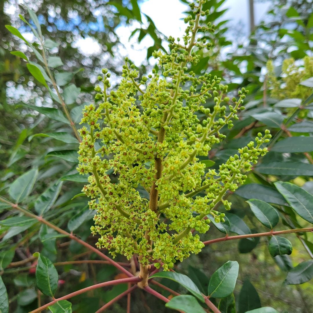 Winged Sumac | 25 Seeds | Rhus Copallinum | Florida Native | Organic ...
