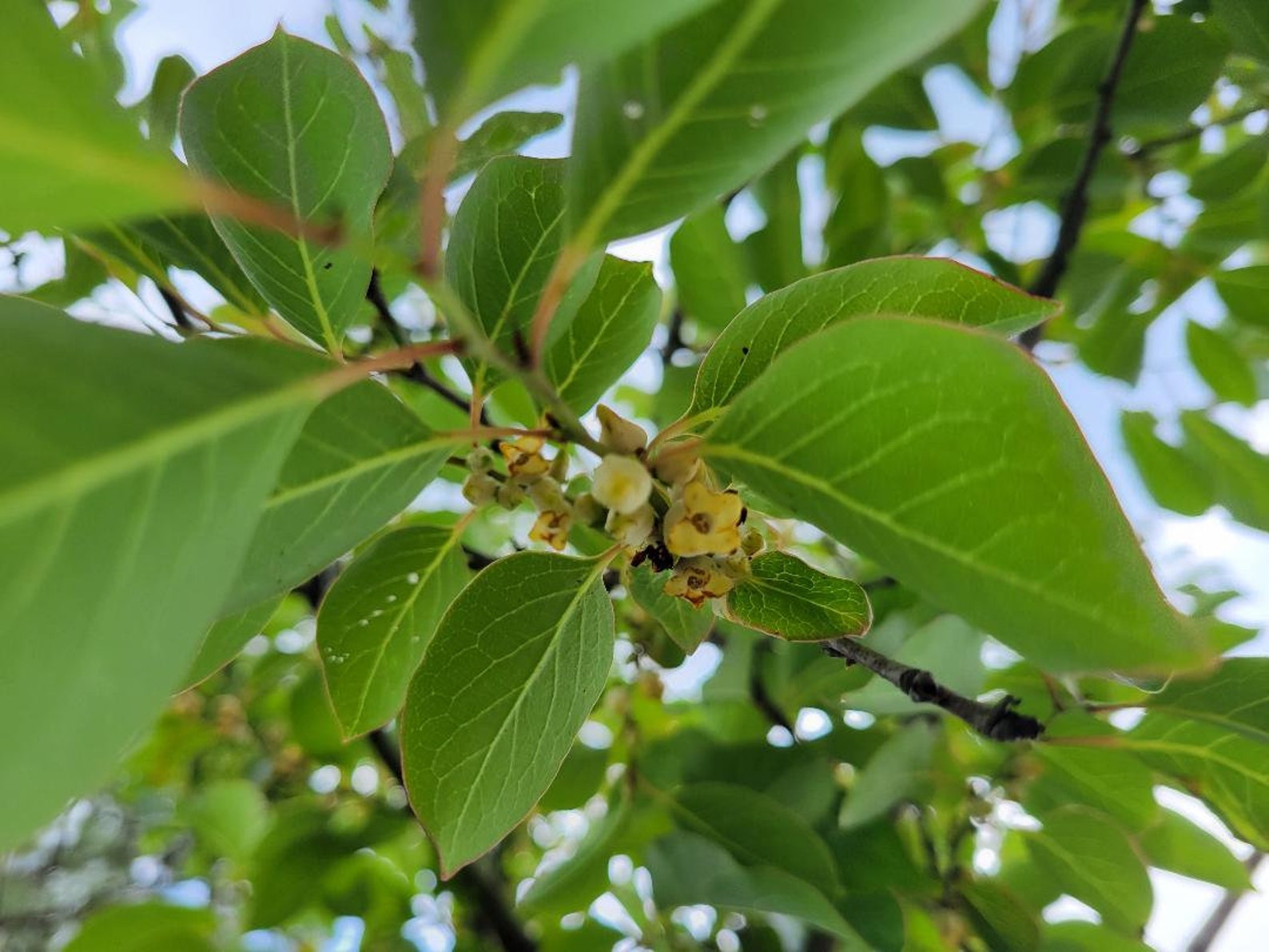 American Persimmon | 5 Seeds | Diospyros Virginiana | Florida Native ...