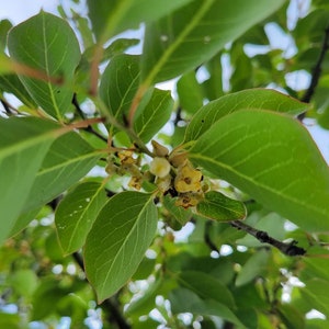 American Persimmon | 5 Seeds | Diospyros Virginiana | Florida Native ...