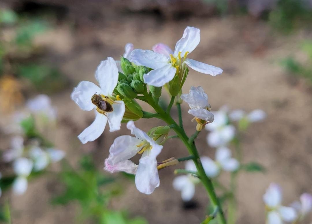 Rat Tail Radish Raphanus Caudatus Edible Vegetable Florida Grown ...