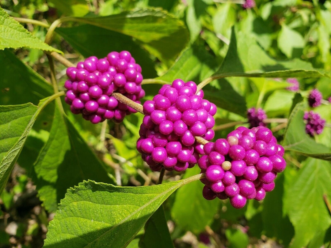 Beauty Berry | 25 Seeds | Callicarpa Americana | Edible Berry | Florida ...