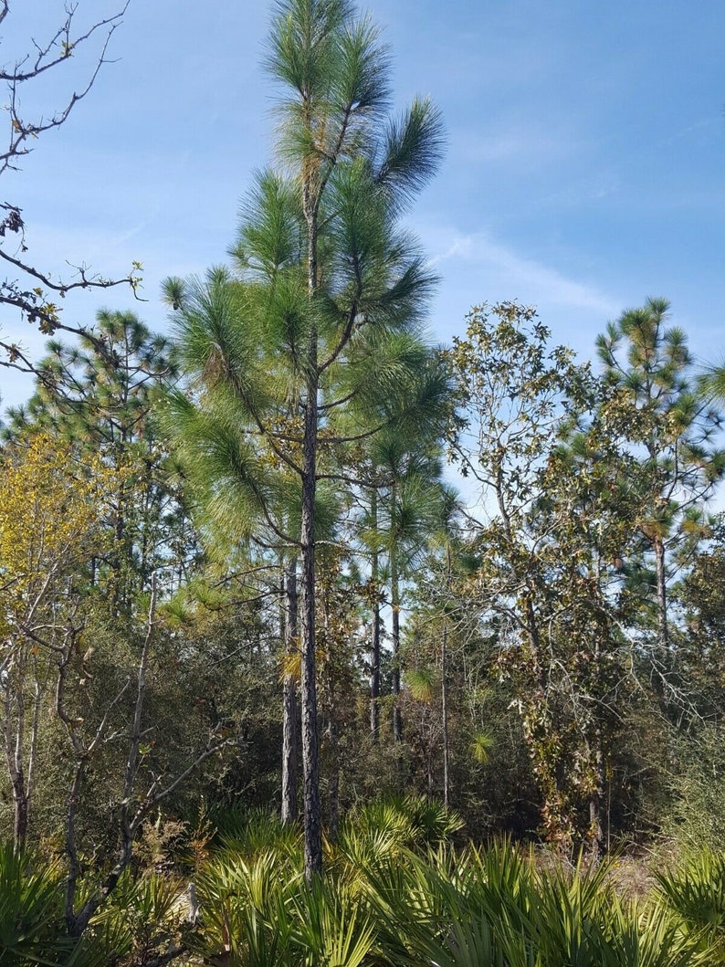 Long-leaf Pine | 5 Seeds | Pinus Palustris | Florida Native Tree | Gulf ...