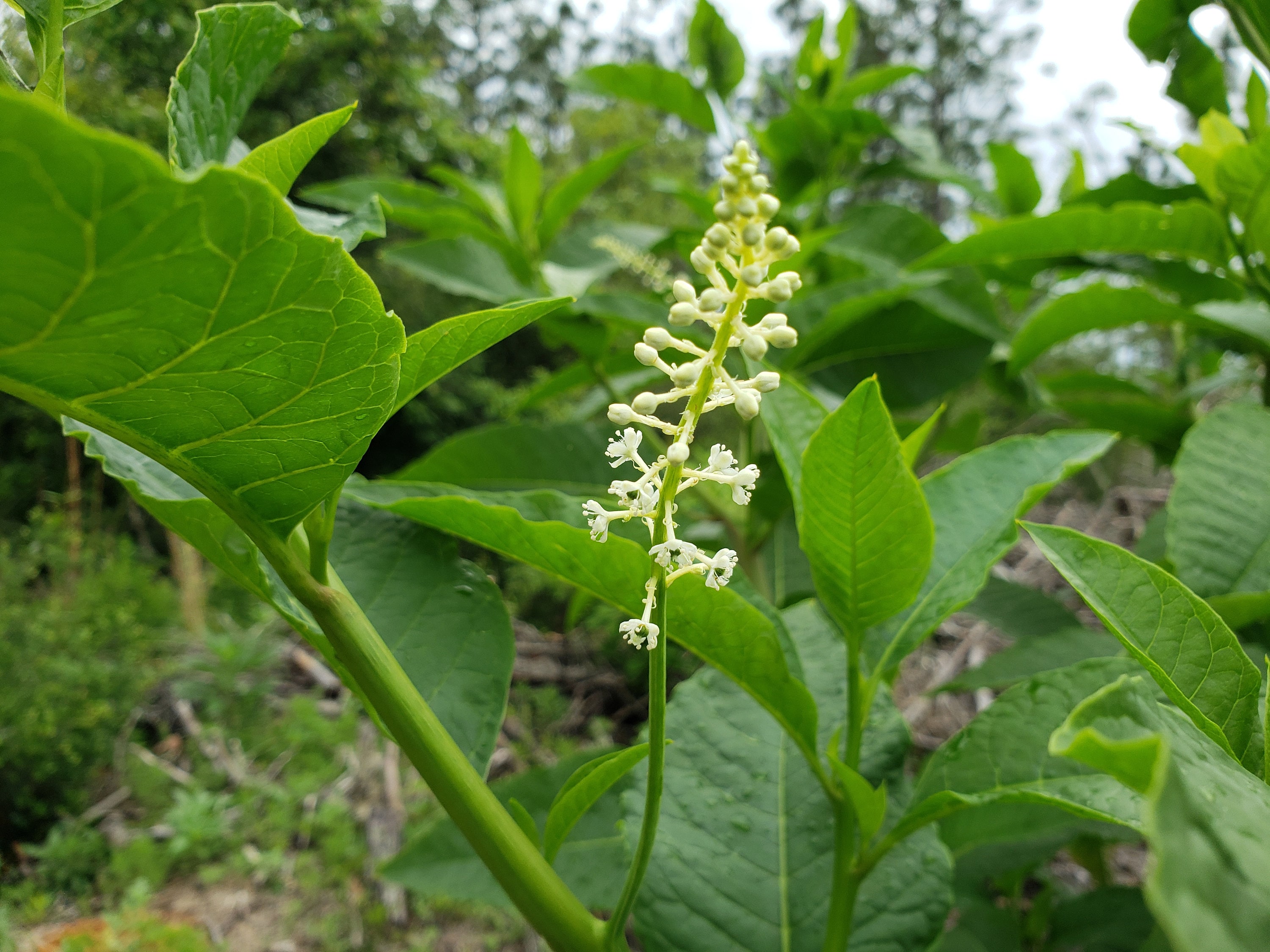 Pokeweed | 25 Seeds | Phytolacca Americana | Pokeberry | Poke Salad ...