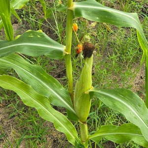 Blue Hopi Corn | 5 Seeds | Florida Grown | Heirloom | Grits | Blue ...