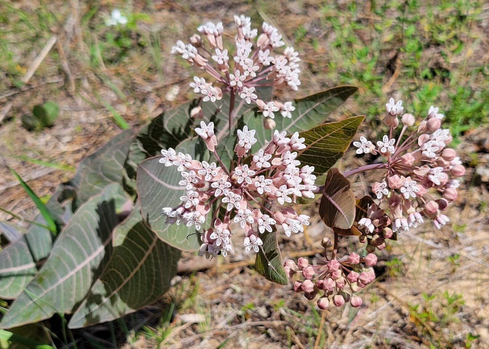 Pinewoods Milkweed | 5 Seeds | Asclepias Humistrata | Florida Native ...