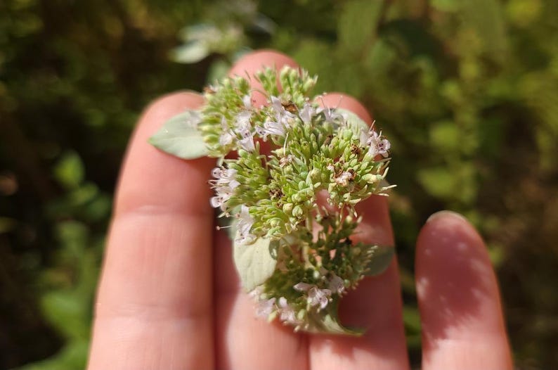 Florida Mountain Mint | 25 Seeds | Pycnanthemum Floridanum | Florida ...