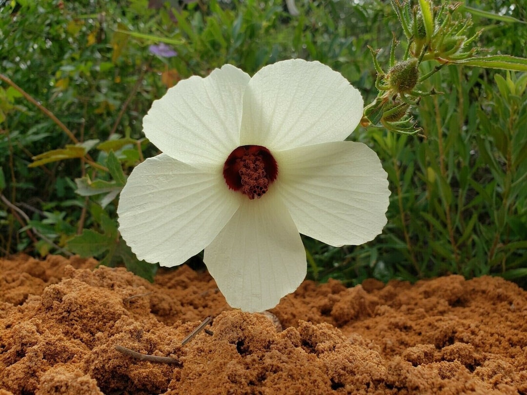Pineland Hibiscus | 25 Seeds | Hibiscus Aculeatus | Comfortroot ...