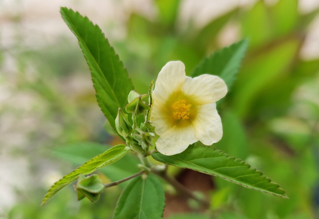 Fanpetal Wireweed Sida Ulmifolia Florida Native Flower Organic Bee ...