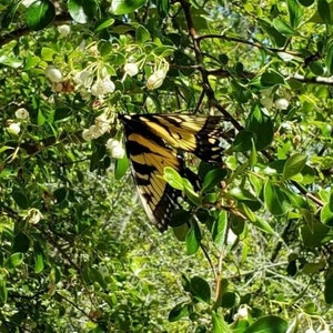 Sparkleberry | 25 Seeds | Vaccinium Arboreum | Farkleberry ...