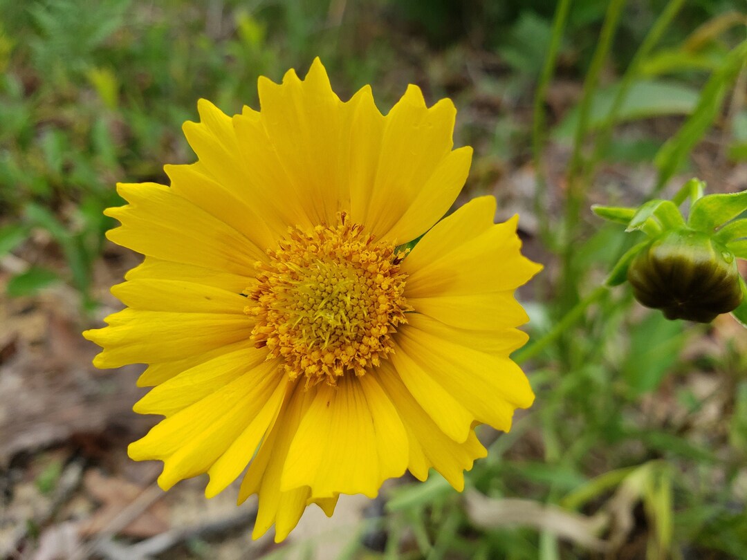 Lance Leaf Coreopsis / Coreopsis Lanceolata / Ecotipo nativo de Florida ...