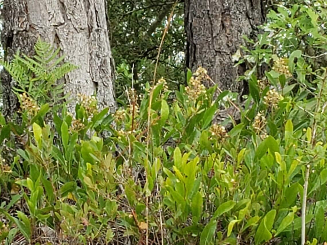 Gopher Apple | 3 Seeds | Licania Michauxii | Florida Native | Organic ...