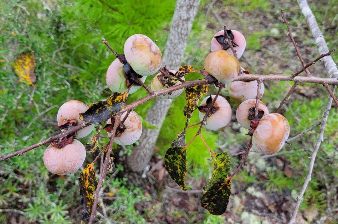 American Persimmon | 5 Seeds | Diospyros Virginiana | Florida Native ...
