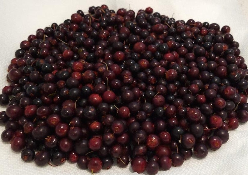 Deerberry | 25 Seeds | Vaccinium Stamineum | Florida Native Berry ...