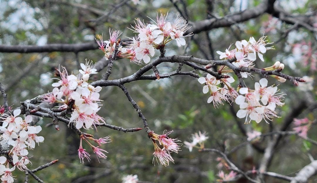 Flatwoods Plum | 5 Seeds | Prunus Umbellata | Florida Native Fruit Tree ...